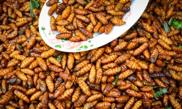 Bug Bacon: Edible insects in Cambodia | B2B